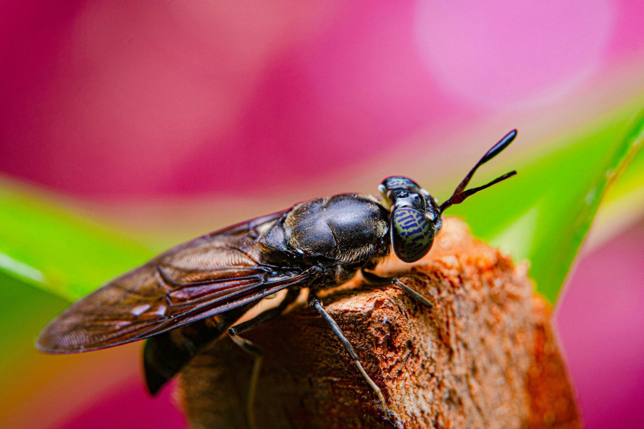 Guide To Black Soldier Fly Farming - Derbyshire Farmers