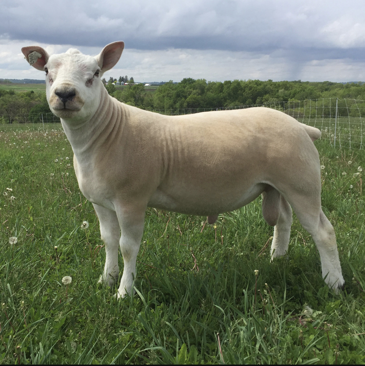 Sheep - Derbyshire Farmers