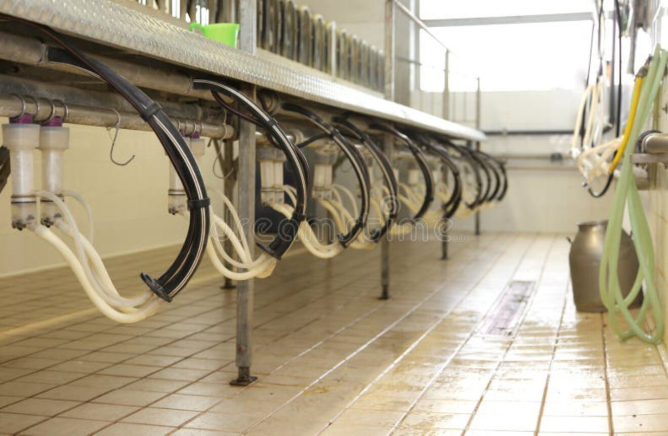 Sheep Milking and milk handling - Derbyshire Farmers